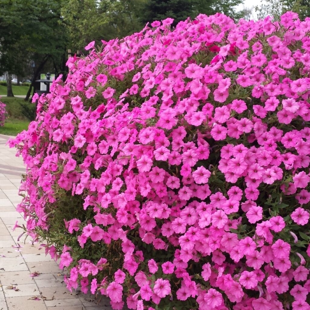 Supertunia™ VISTA™ Jak Uprawiać Poradnik Eksperta Nasze kwiaty